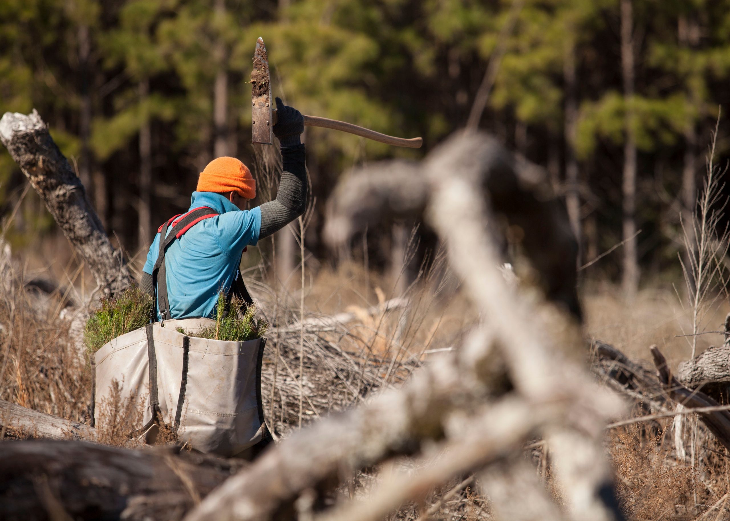 Forest Management - Acorn Outdoors