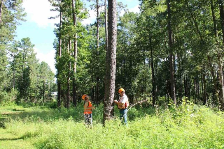 5 Ways to Manage Woodlands and Your Property - Land Management Tips for ...